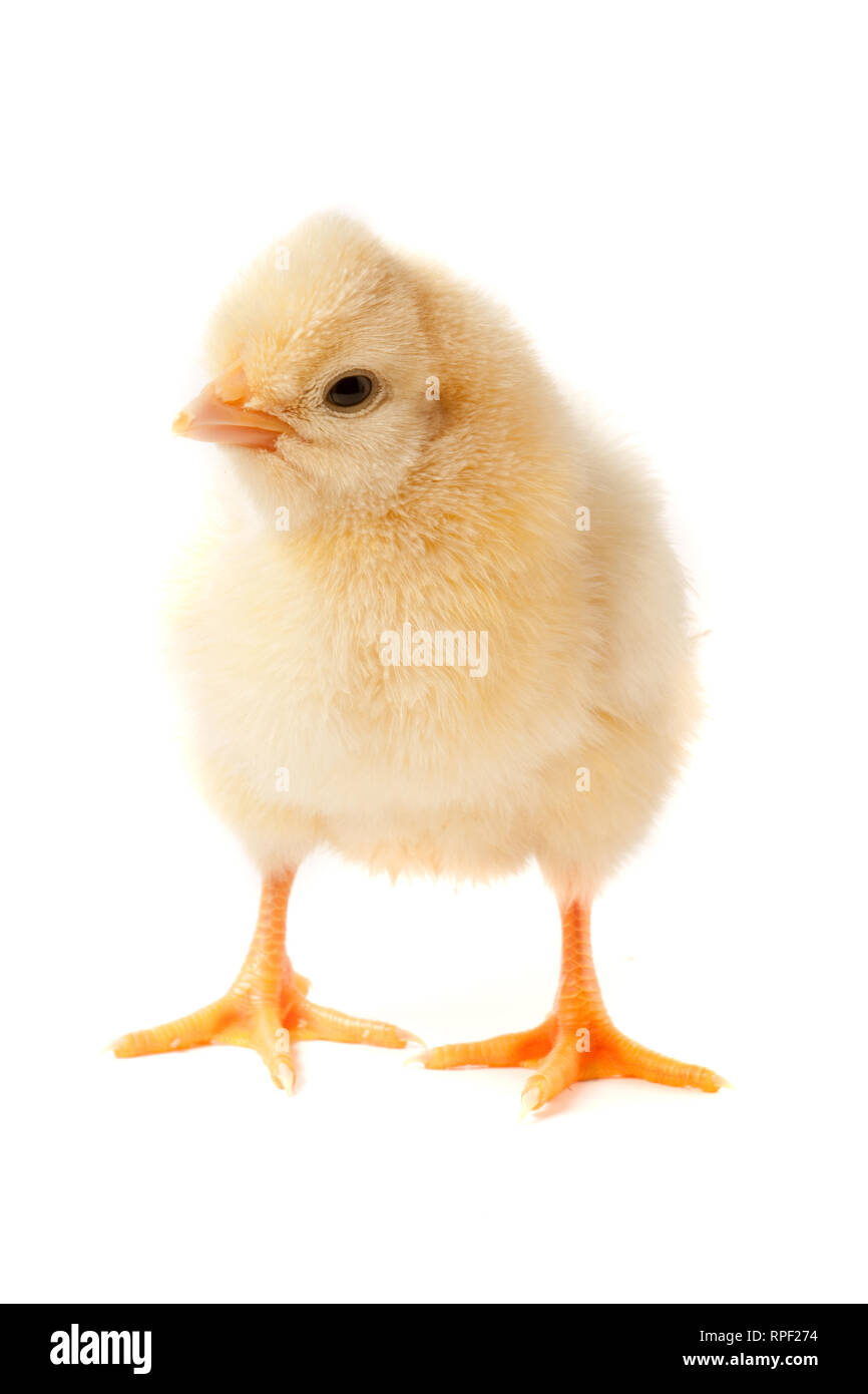 Cute little chicken isolated on white background Stock Photo - Alamy