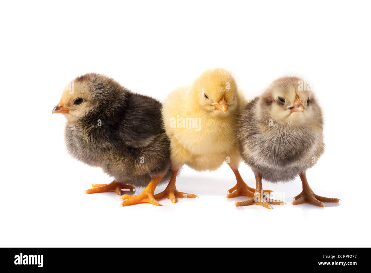 three little chicken isolated on white background Stock Photo - Alamy