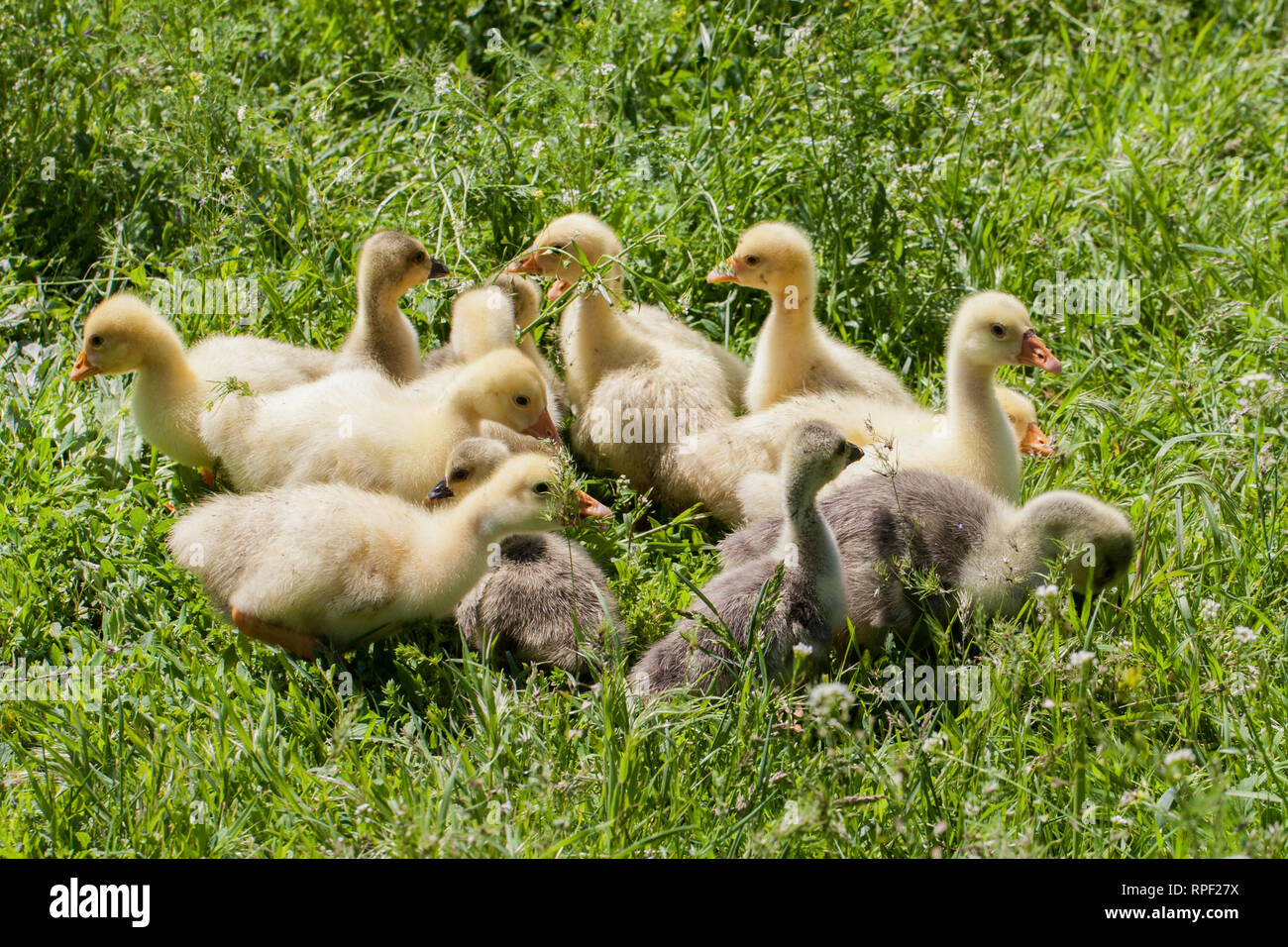 Little Geese High Resolution Stock Photography and Images - Alamy
