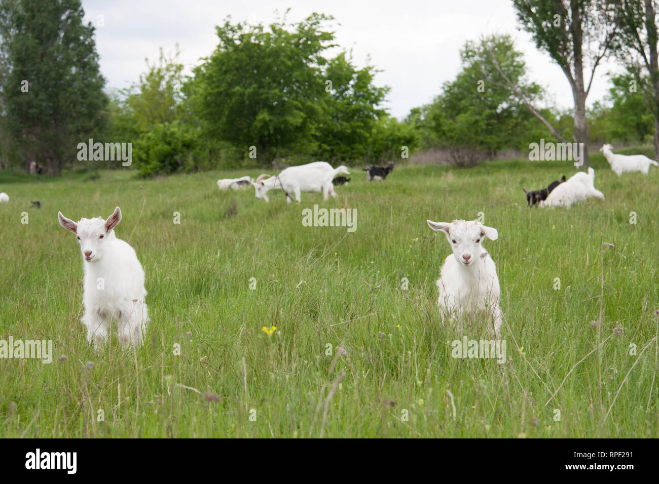 two little kid goat is grazing on the grass Stock Photo - Alamy