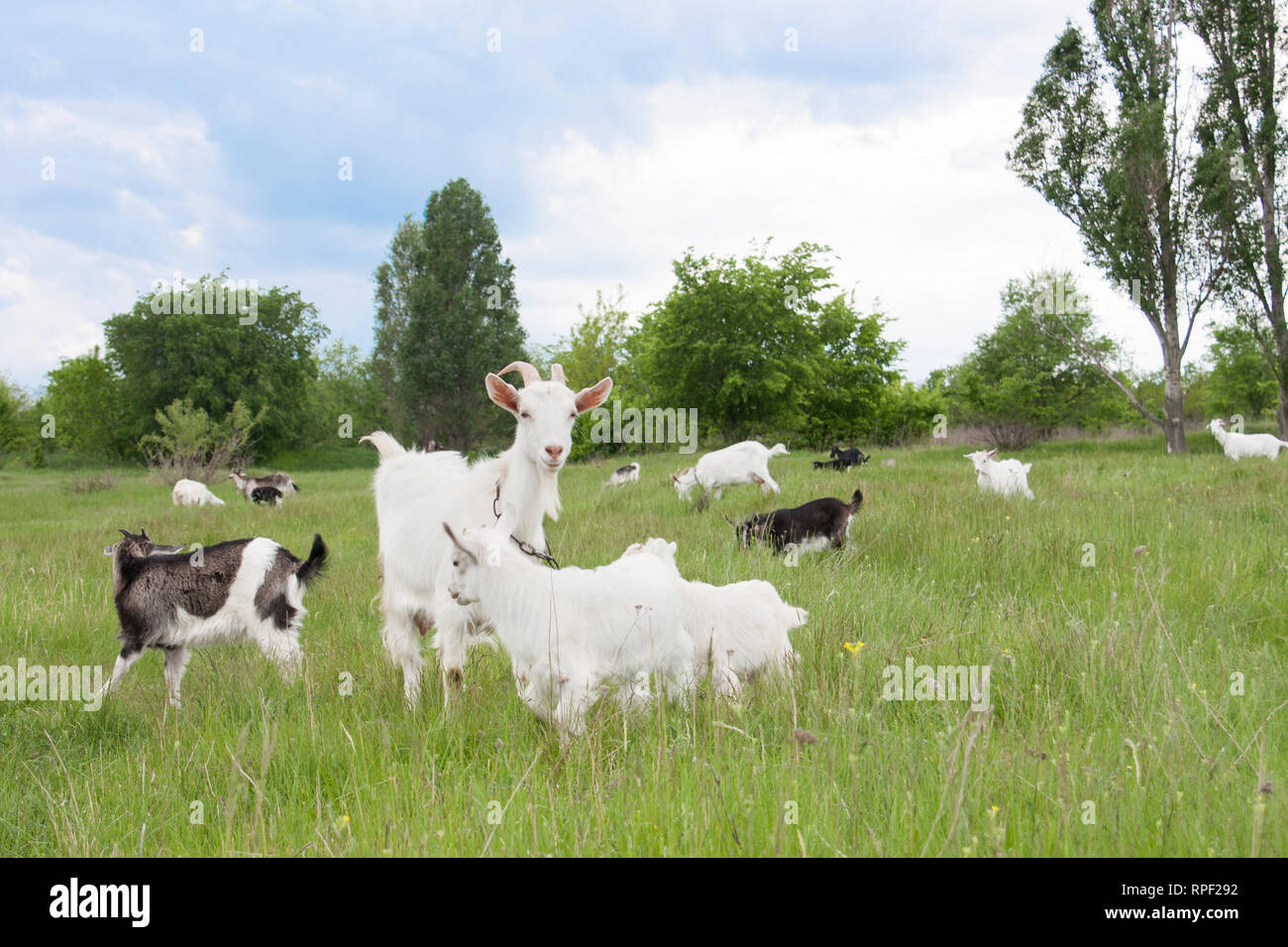 Goat grazing grass hi-res stock photography and images - Alamy