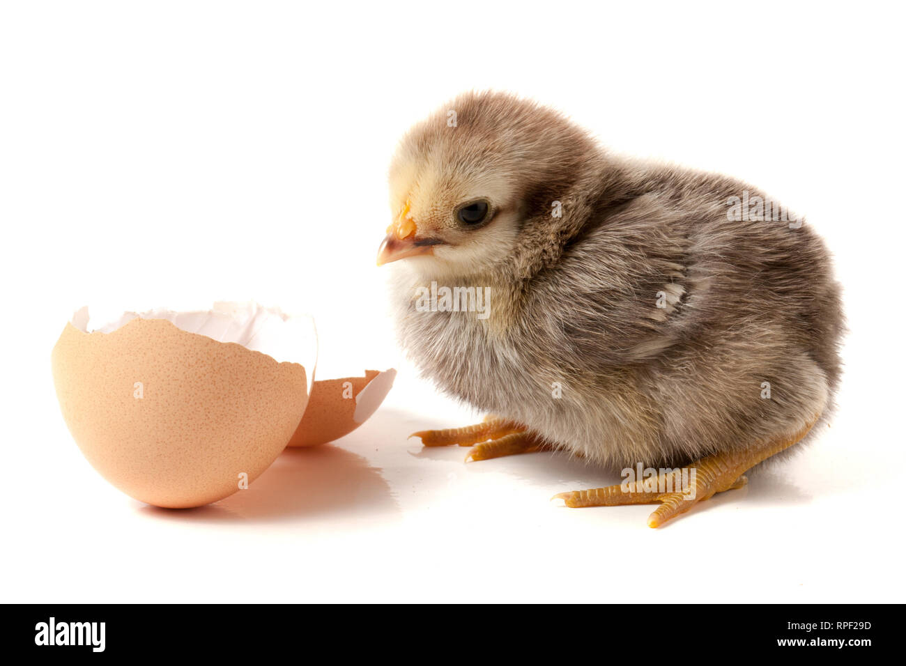 Cute little chicken with eggshell isolated on white background Stock ...