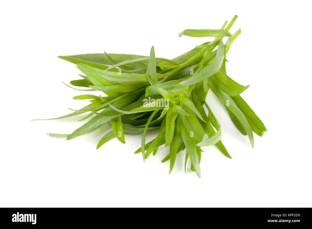 Tarragon plant up close hi-res stock photography and images - Alamy