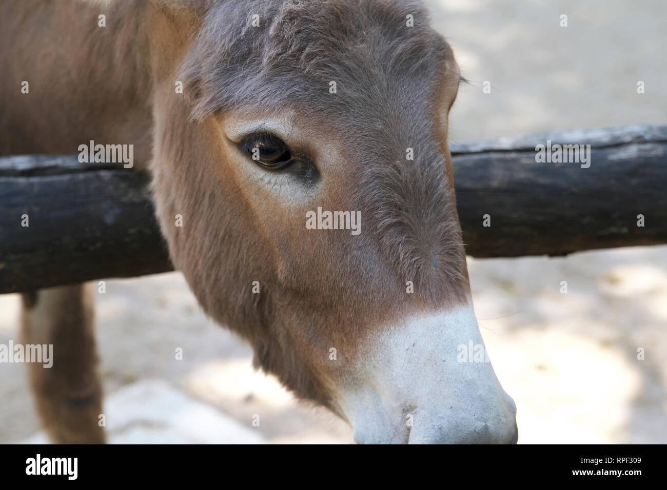 Bioparco High Resolution Stock Photography and Images - Alamy
