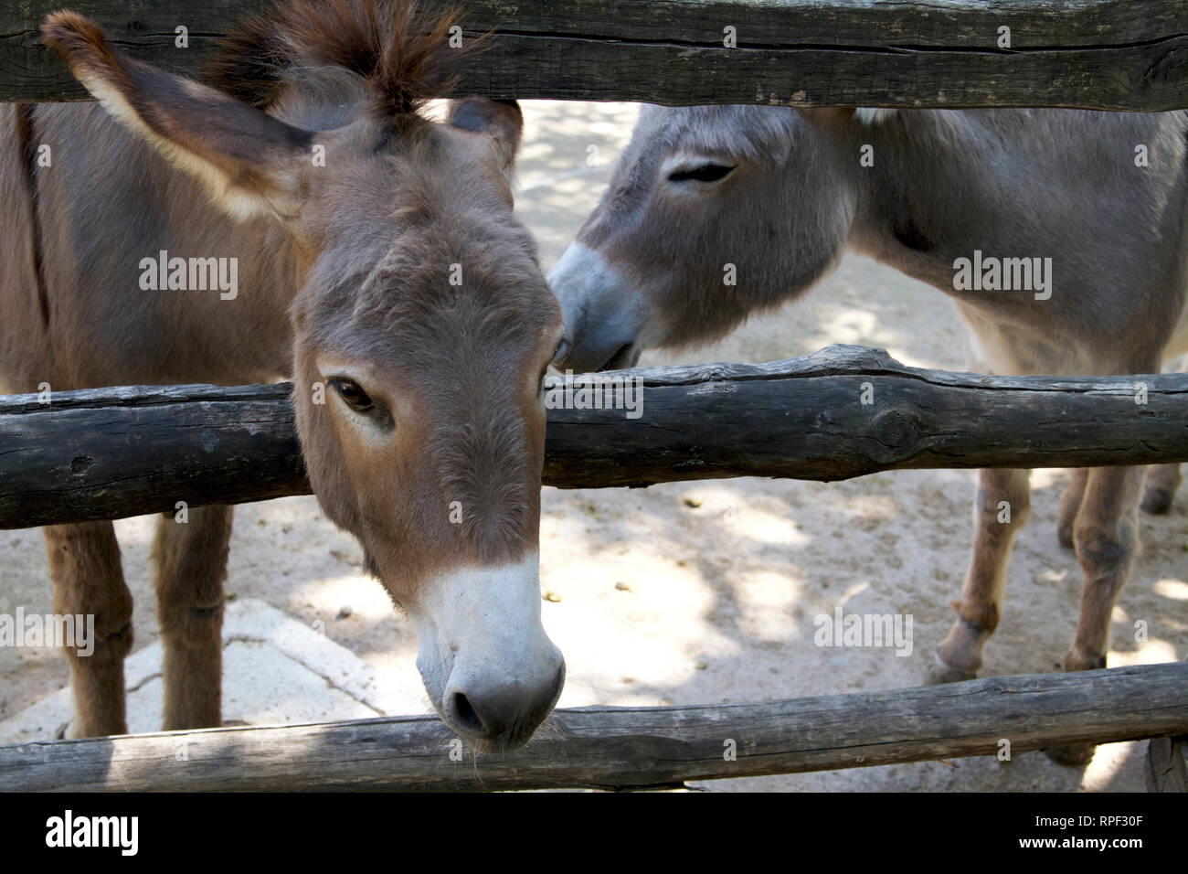 Burro blanc hi-res stock photography and images - Alamy
