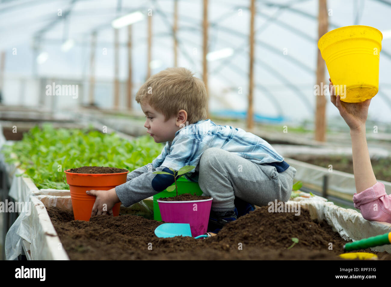 sapling. child planting sapling in soil. growing sapling in greenhouse ...