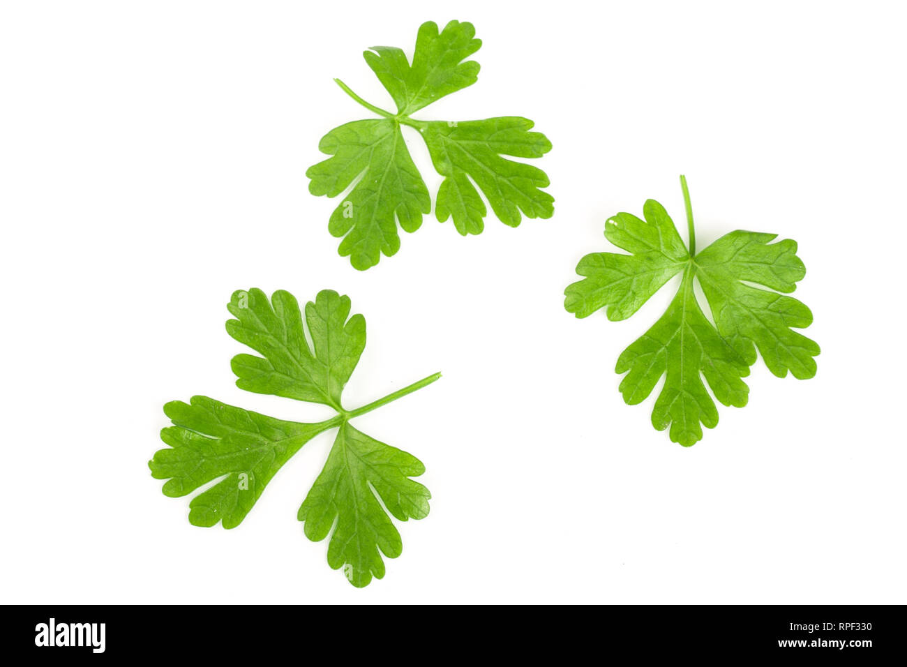 green parsley leaf isolated on white background. Top view Stock Photo ...