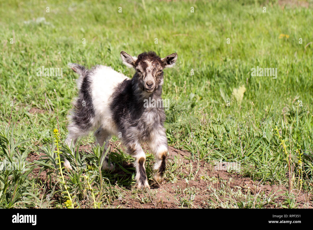 One little kid goat is grazing on the grass Stock Photo - Alamy