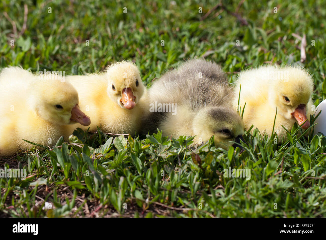 four little domestic gosling in green grass Stock Photo - Alamy