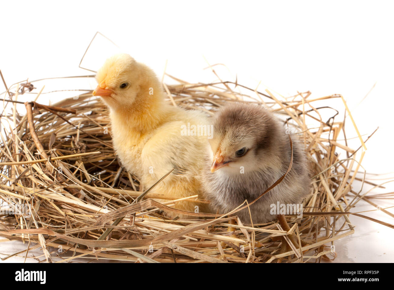 two baby chicken in the straw nest on white background Stock Photo - Alamy