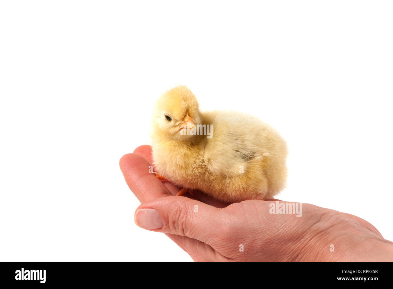 Hand holding baby chicken hi-res stock photography and images - Alamy