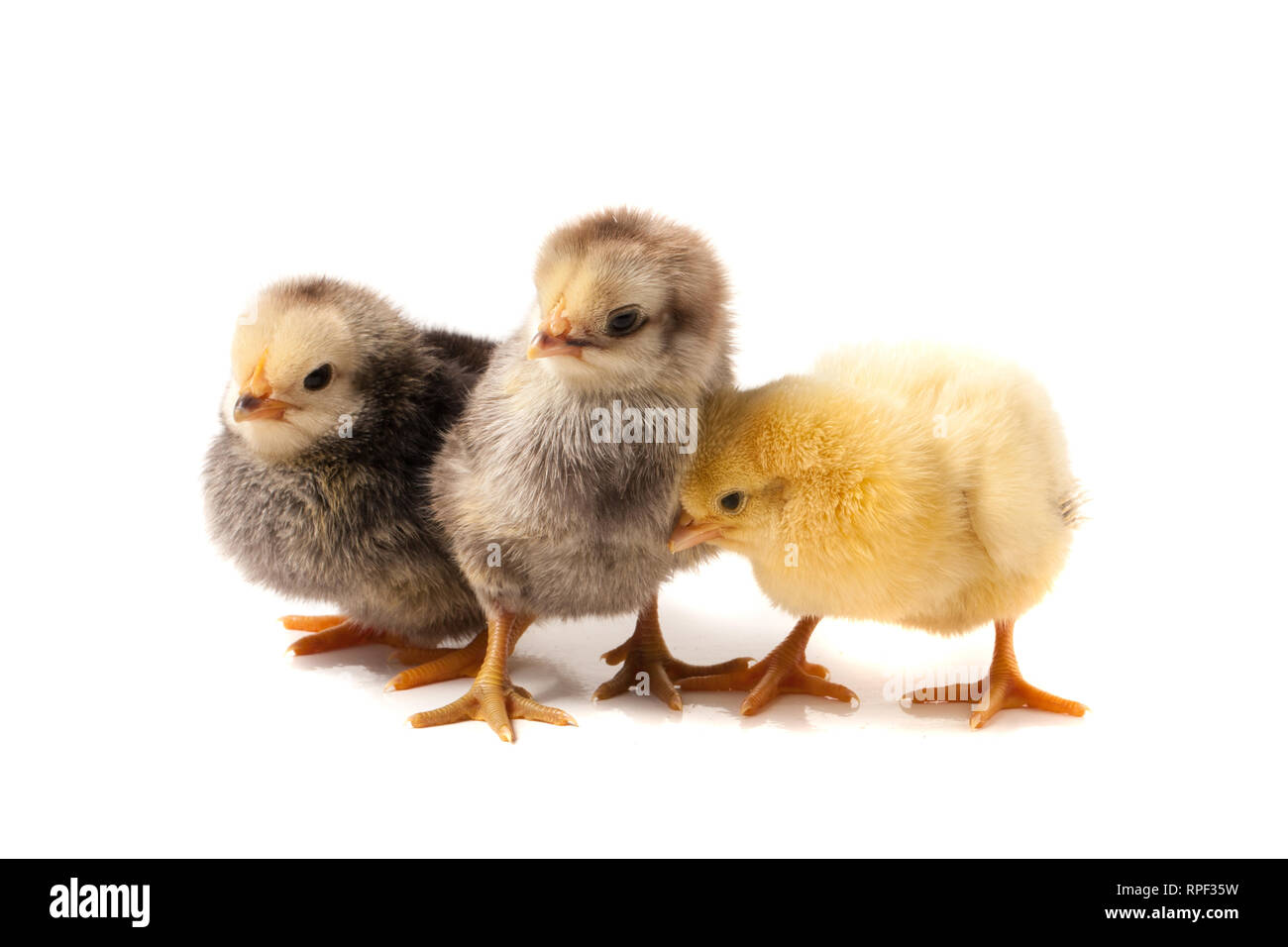 three little chicken isolated on white background Stock Photo - Alamy