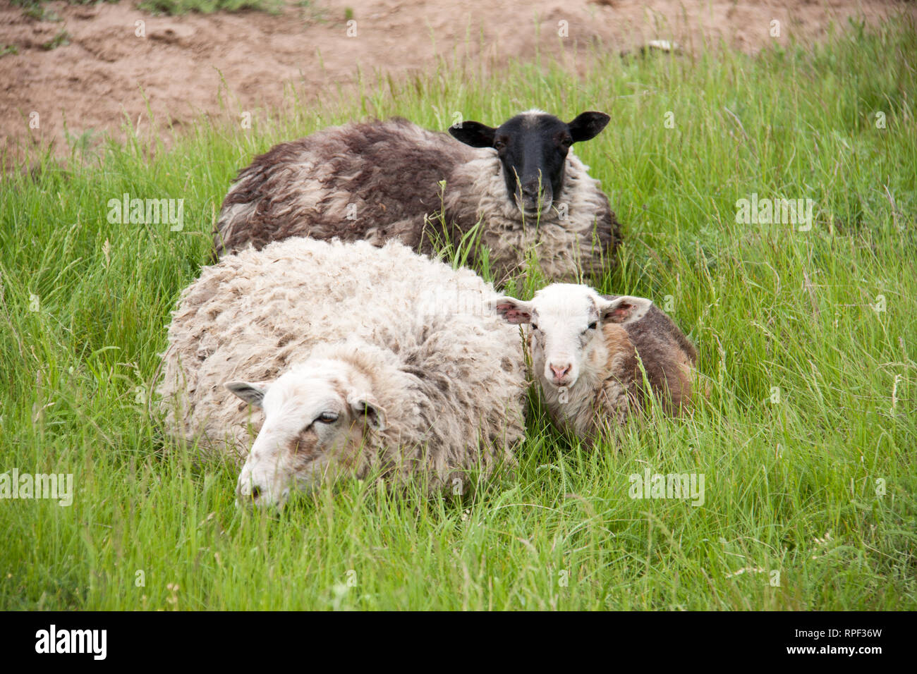 Sheep lamb lying down in hi-res stock photography and images - Alamy