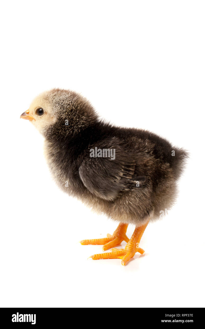 Cute little chicken isolated on white background Stock Photo - Alamy