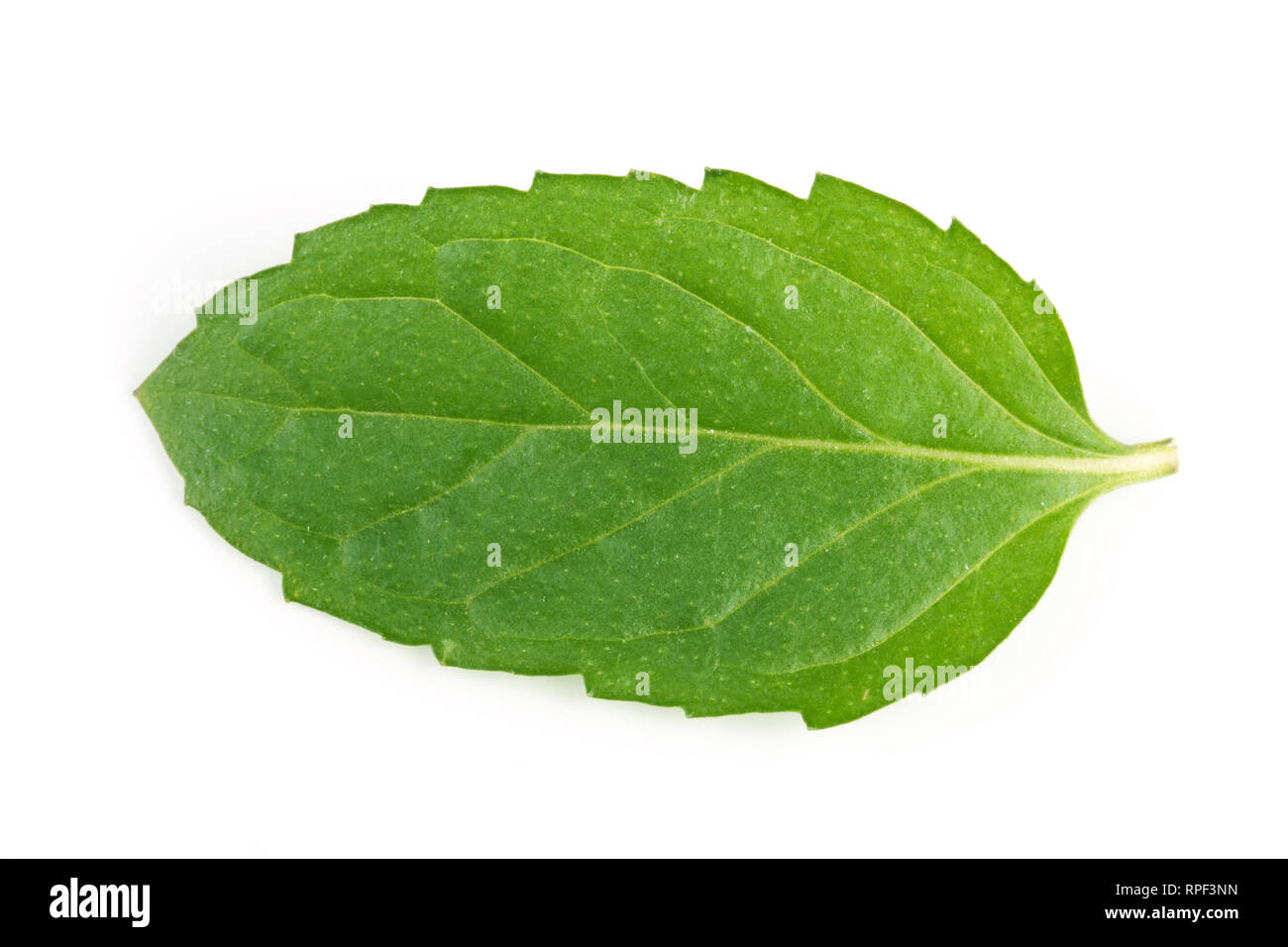 fresh mint leaves isolated on white background Stock Photo - Alamy
