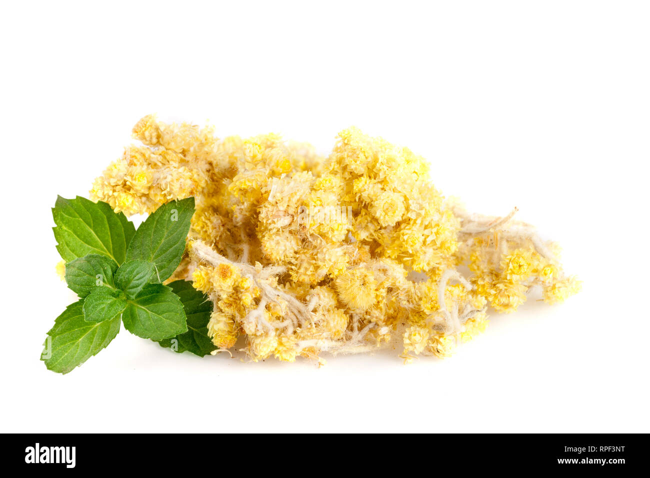 Immortelle hi-res stock photography and images - Alamy