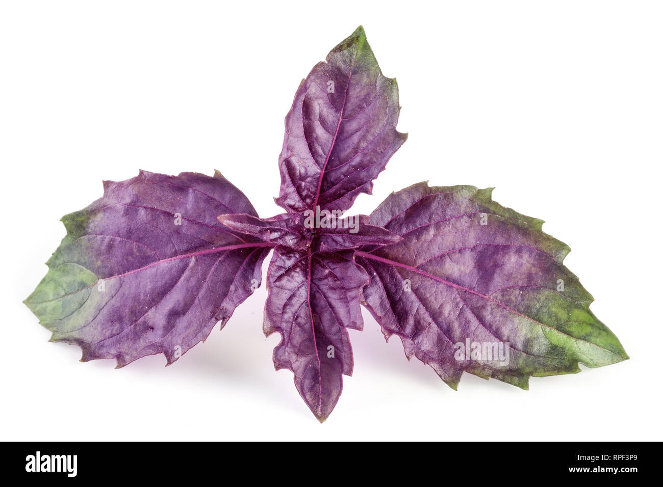 Fresh purple basil twig isolated on white background Stock Photo - Alamy