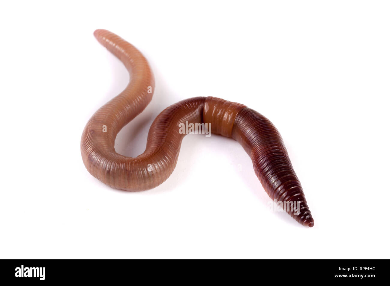 one earthworms isolated on white background Stock Photo - Alamy