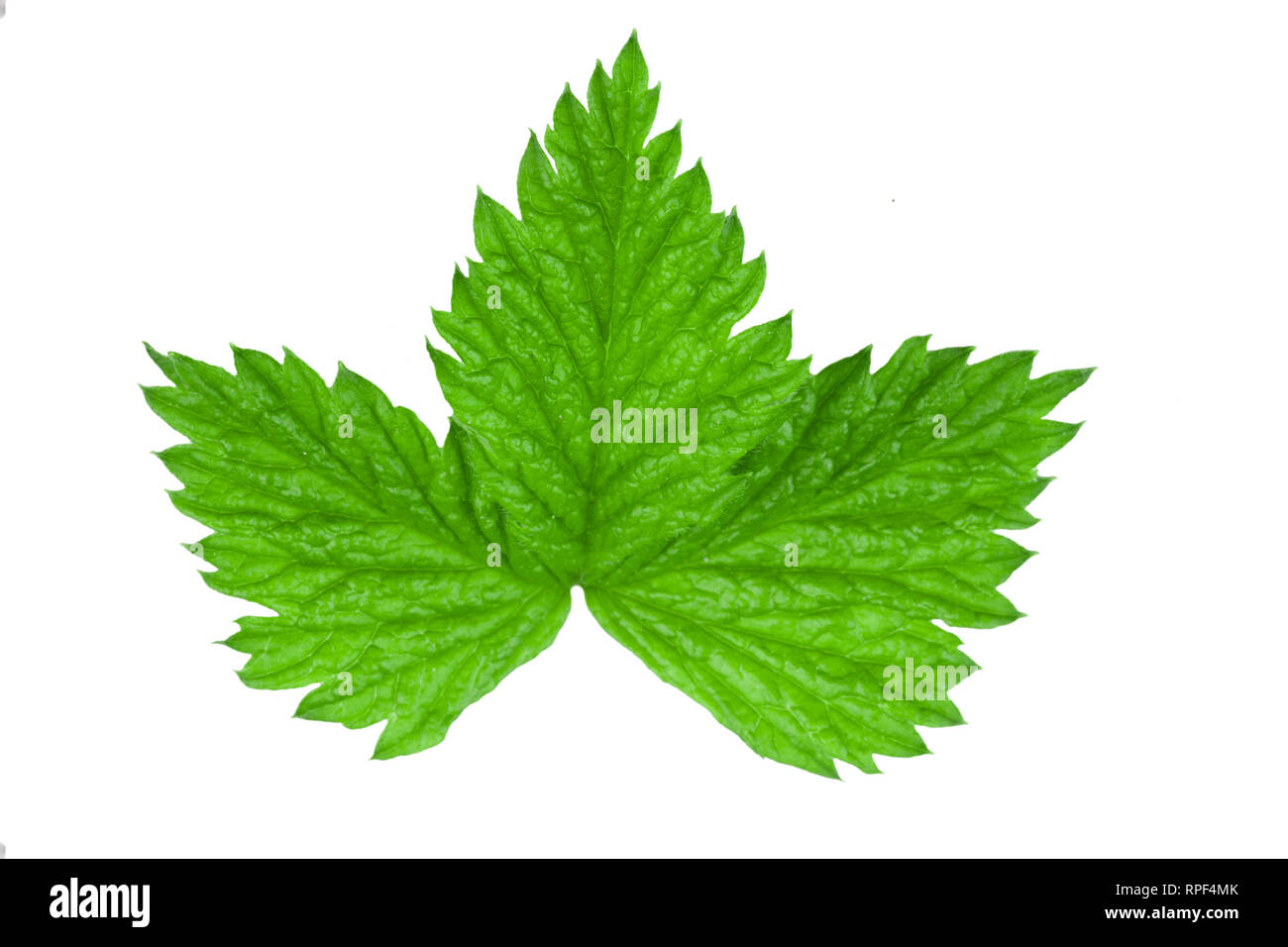 Fresh raspberry leaf isolated on white background Stock Photo - Alamy