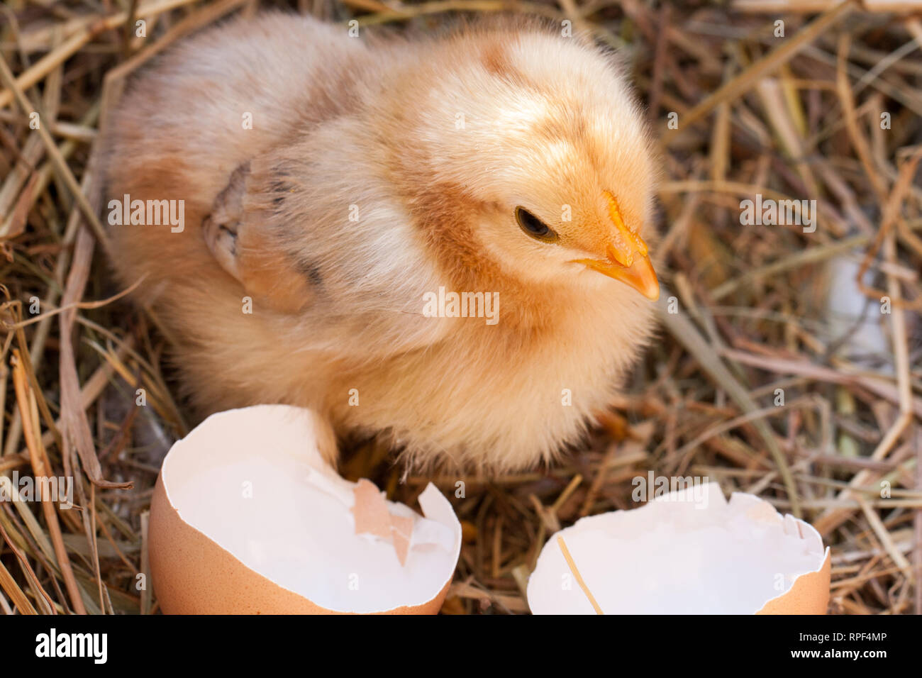 baby chicken with broken eggshell in the straw nest Stock Photo - Alamy