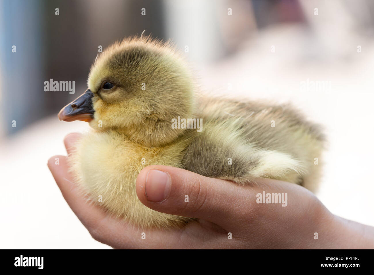Human And A Baby Duck