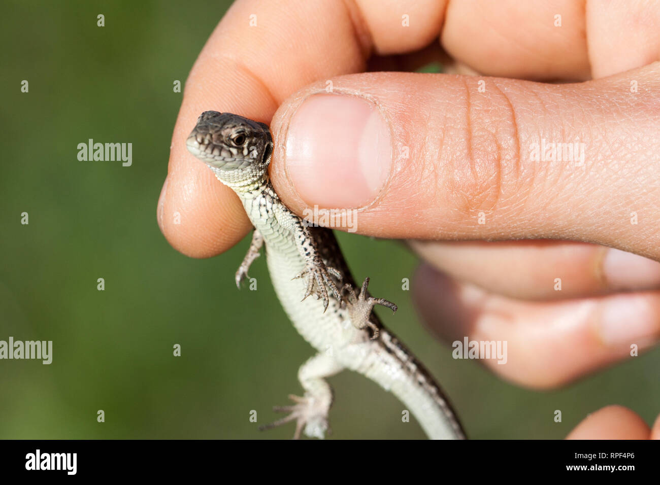 herpetologist hand holding juvenile balkan wall lizard. Podarcis ...