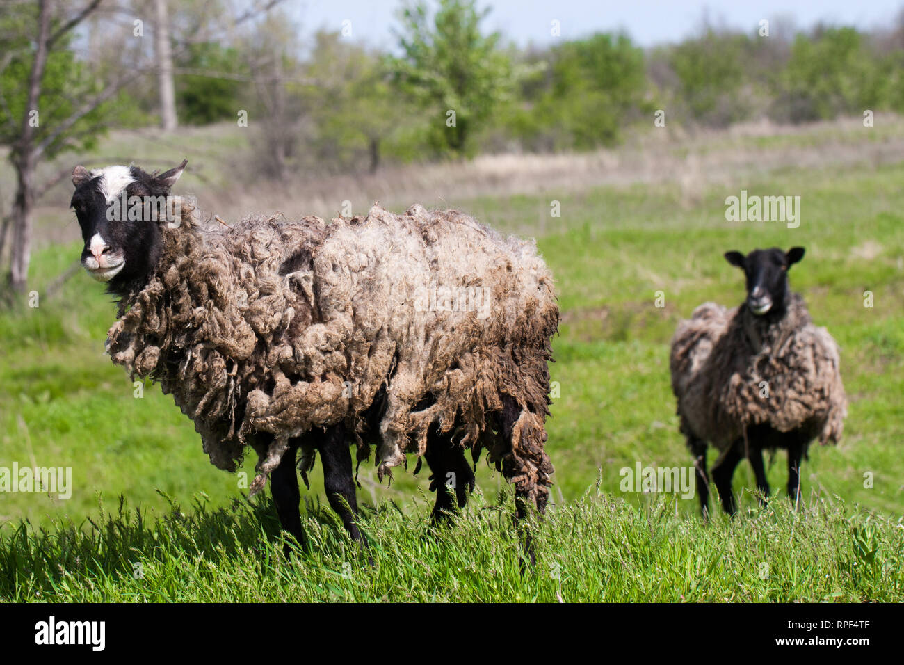 Sheep with heavy wool hi-res stock photography and images - Alamy