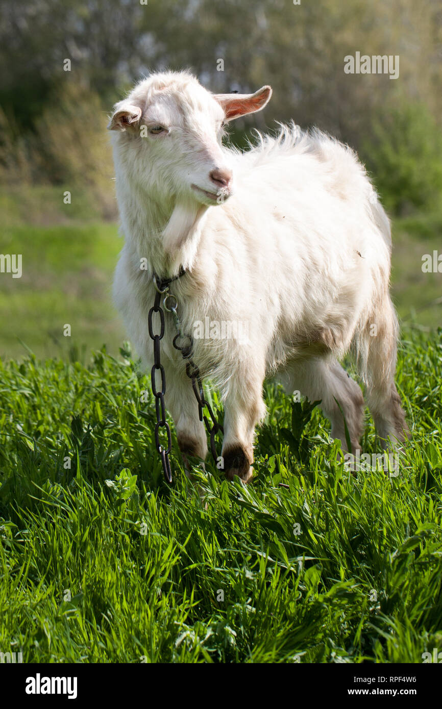 Goat eating grass on farm hi-res stock photography and images - Alamy