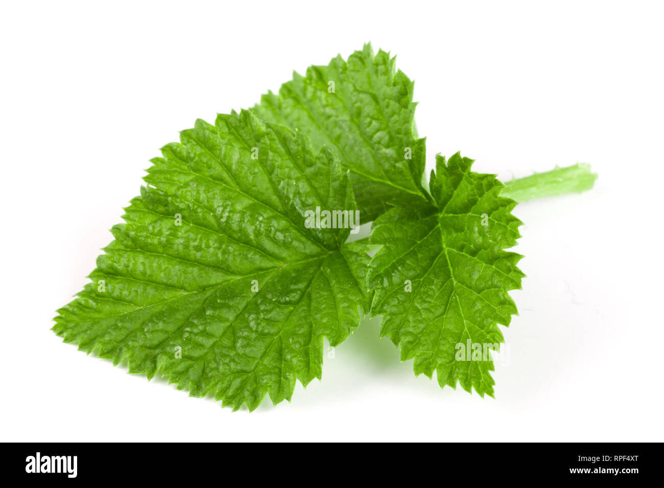 Fresh raspberry leaf isolated on white background Stock Photo - Alamy