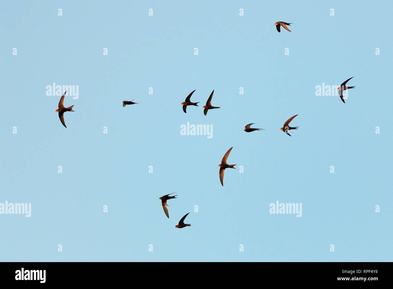 Common swift (Apus apus) screaming display group flying at dusk, Derry ...