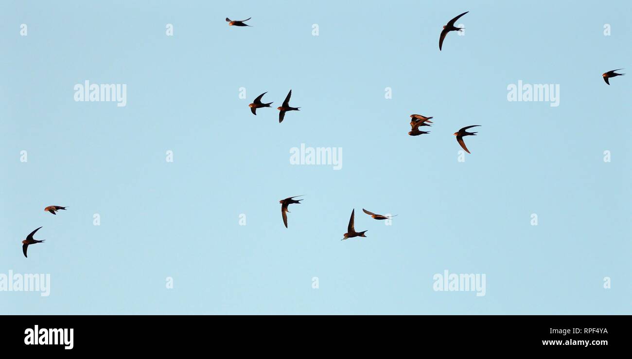 Common swift (Apus apus) screaming display group flying at dusk, Derry ...