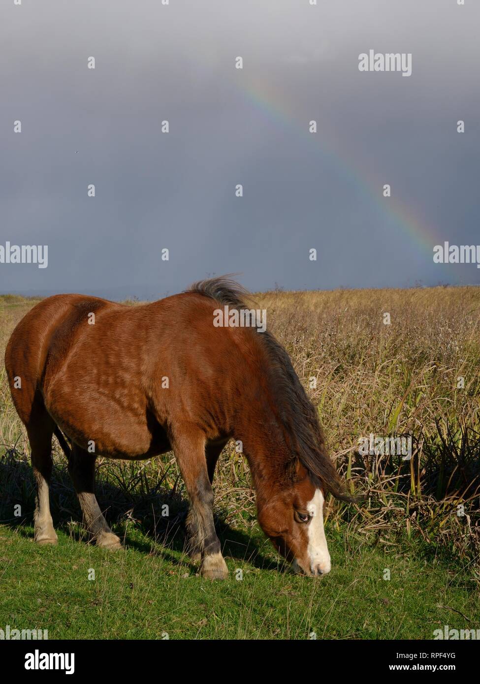 Welsh mountain pony (Equus caballus) grazing grass on a stormy day with ...