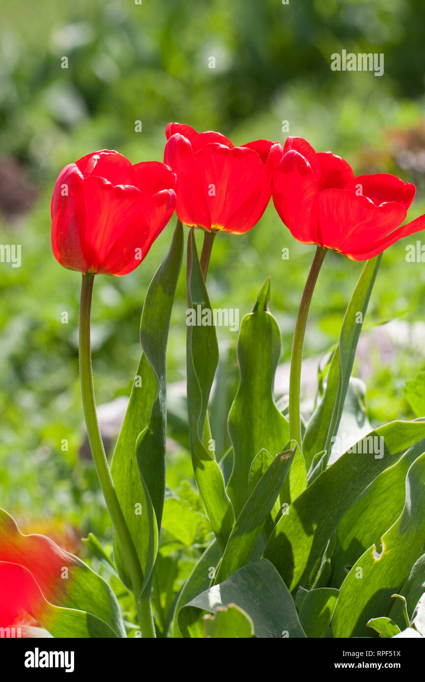 Three red tulips grow in the park Stock Photo - Alamy
