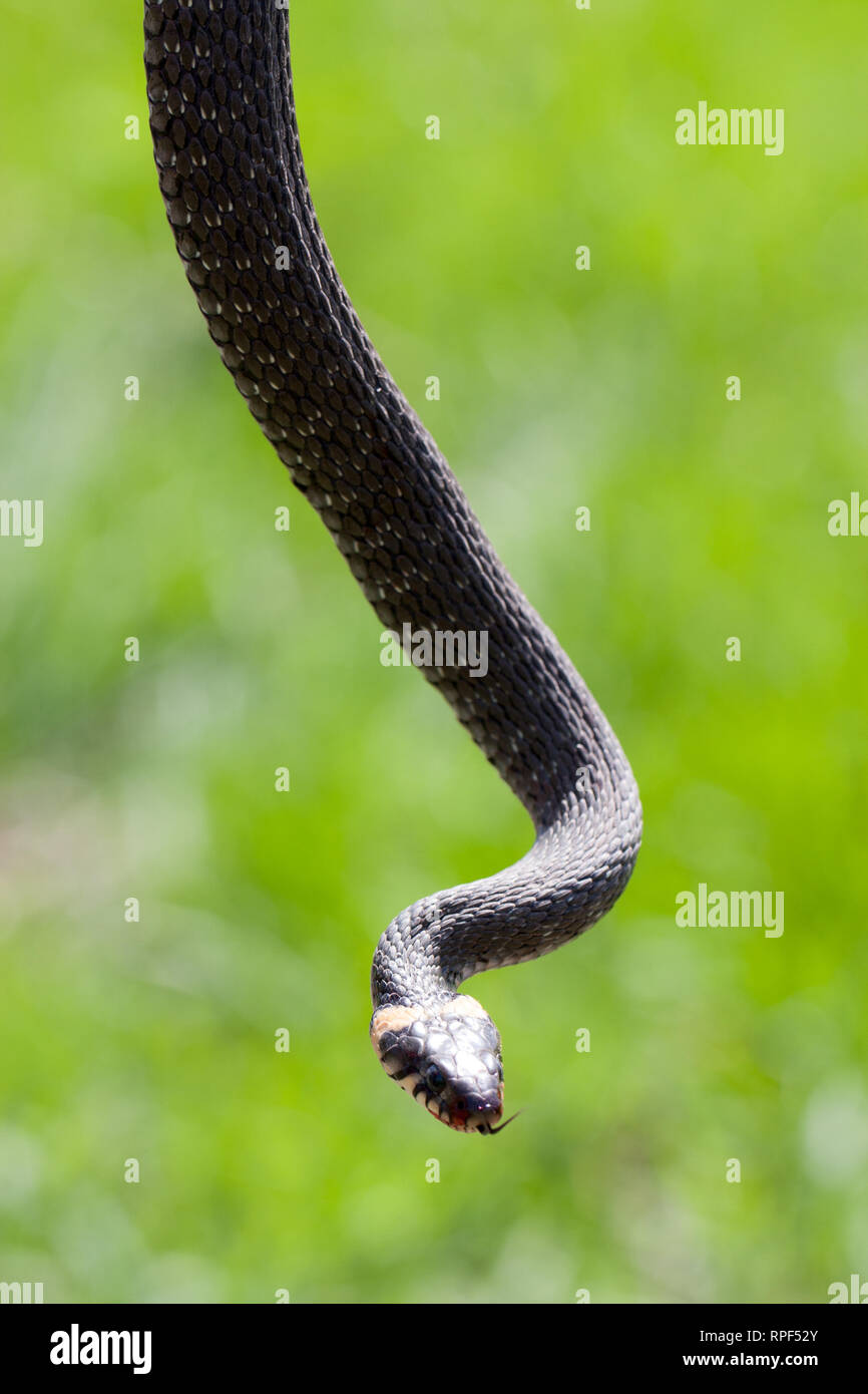 grass snake Natrix natrix hanging in the air Stock Photo - Alamy