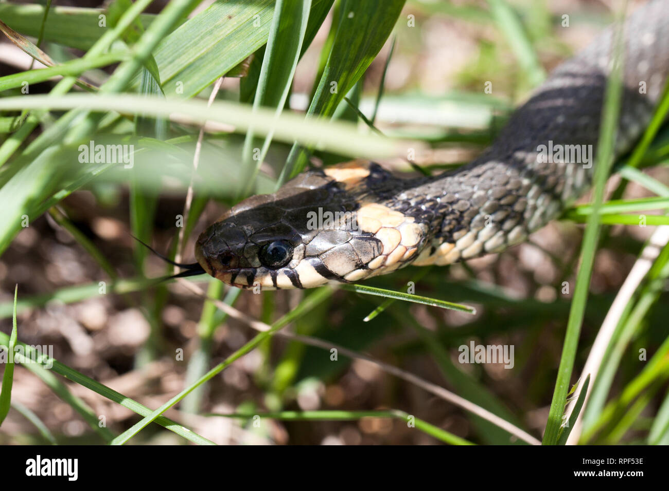 grass snake Natrix natrix in the grass Stock Photo - Alamy
