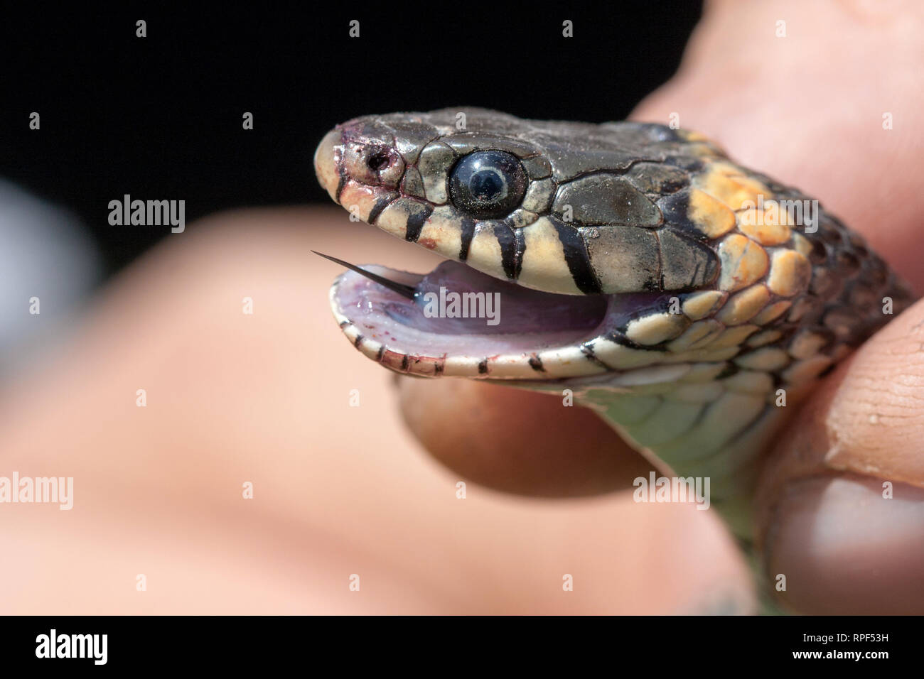 Grass Snake in the human hands. Natrix natrix Stock Photo - Alamy