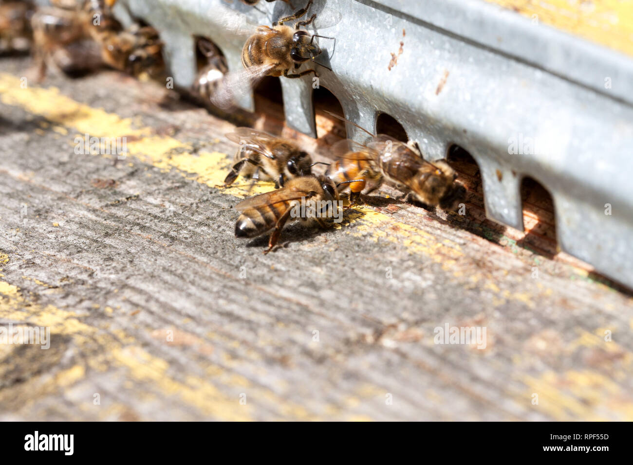 The bees at front hive entrance close-up Stock Photo - Alamy
