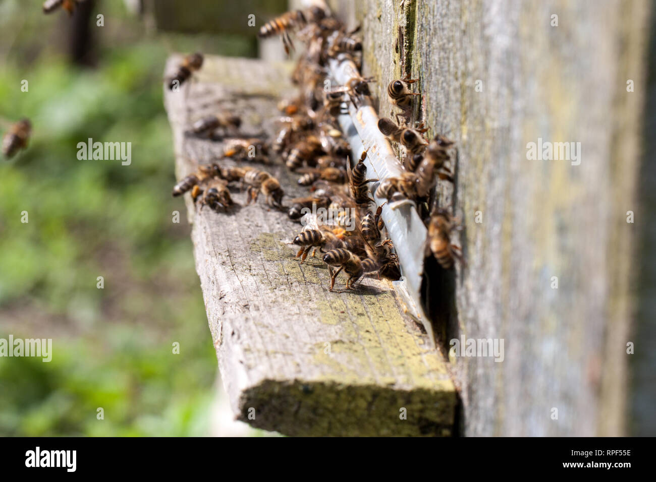 Insect hive hi-res stock photography and images - Alamy