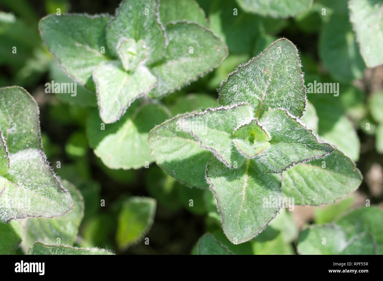 Bush mint hi-res stock photography and images - Alamy