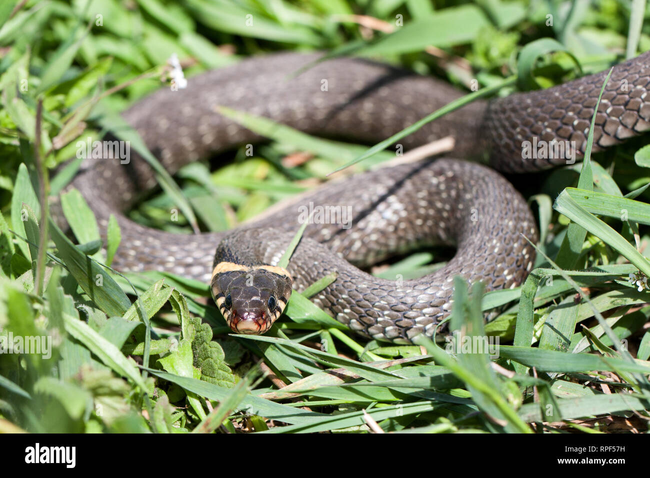 grass snake Natrix natrix in the grass Stock Photo - Alamy