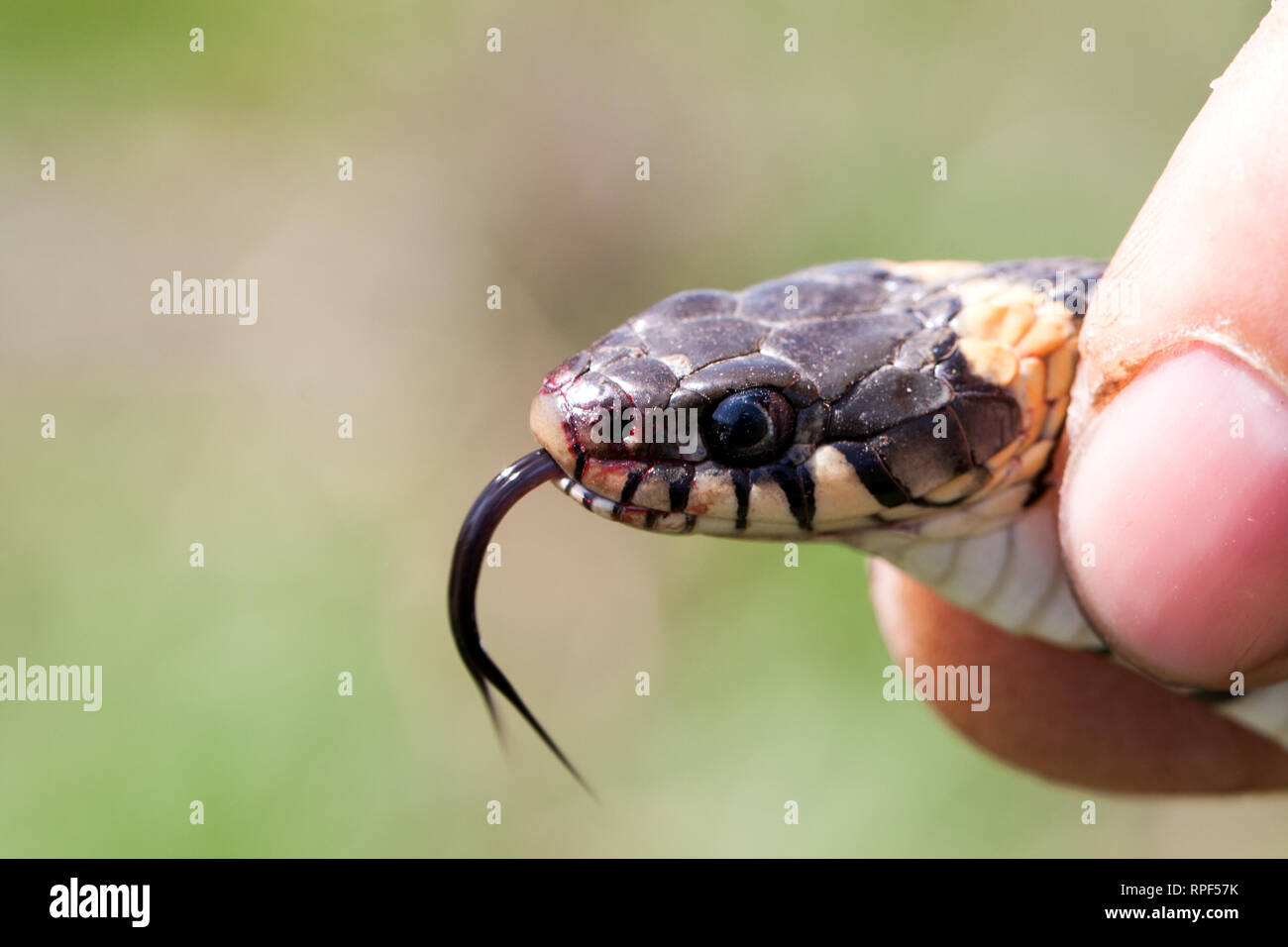 Human snake tongue hi-res stock photography and images - Alamy