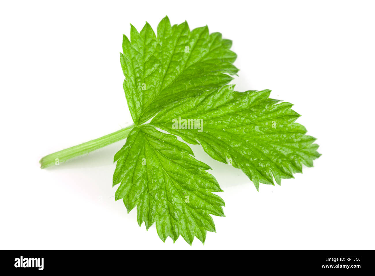 Fresh raspberry leaf isolated on white background Stock Photo - Alamy