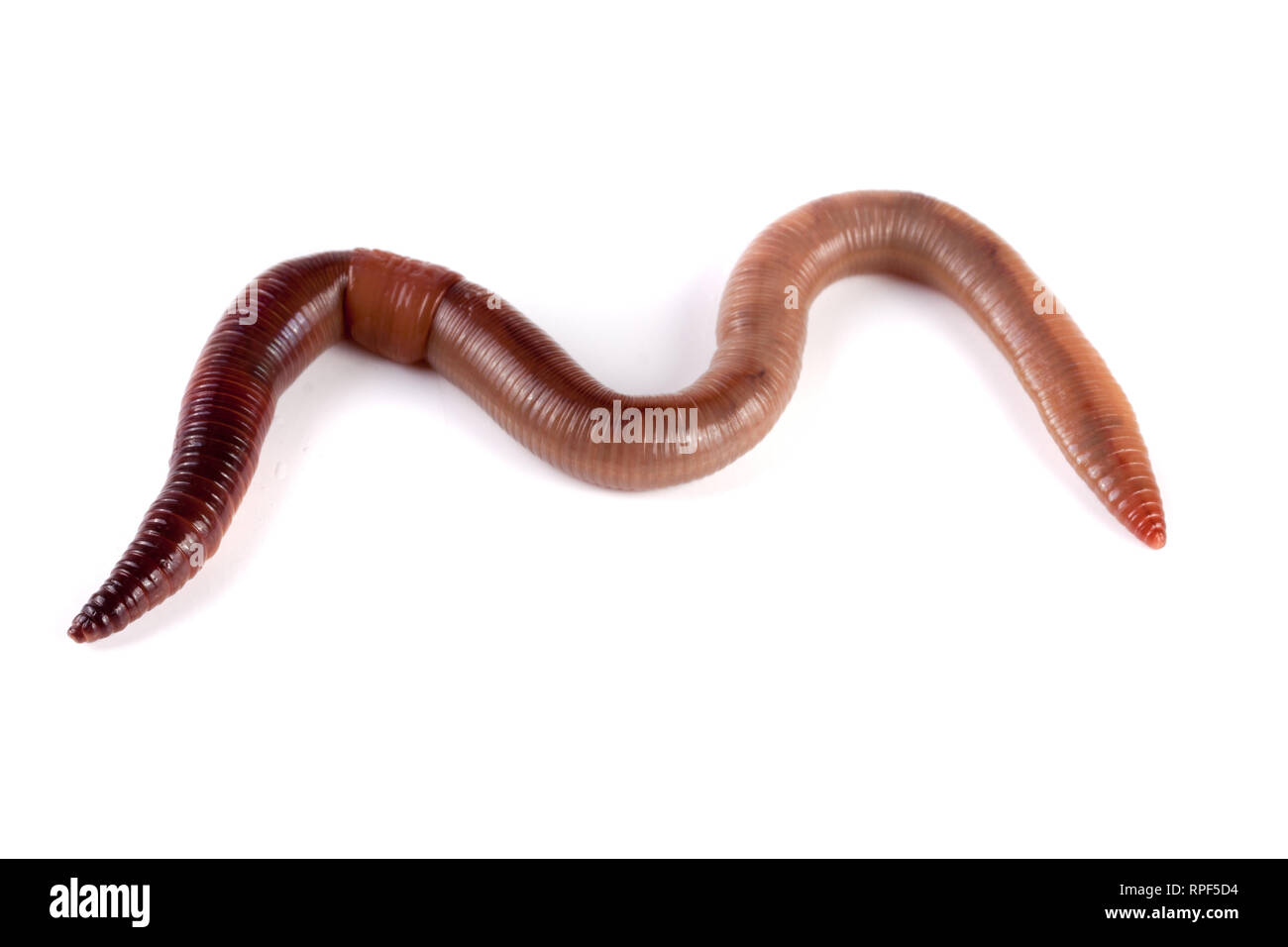 Slimy earthworm hi-res stock photography and images - Alamy