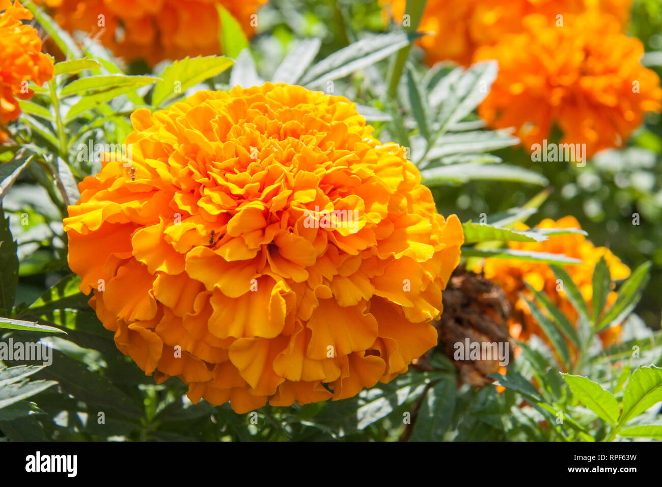 marigold yellow flower blooming beautiful in garden. Tagetes erecta ...
