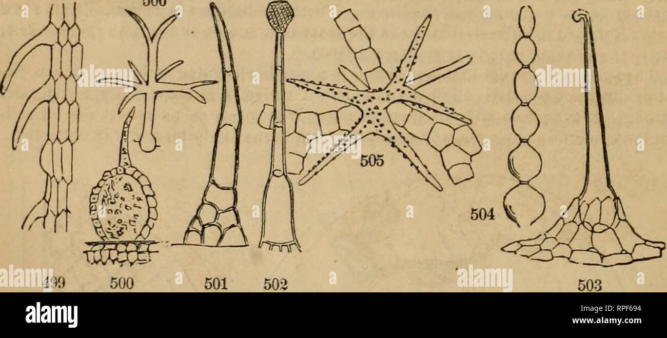 Internal structure of a leaf hi-res stock photography and images - Alamy