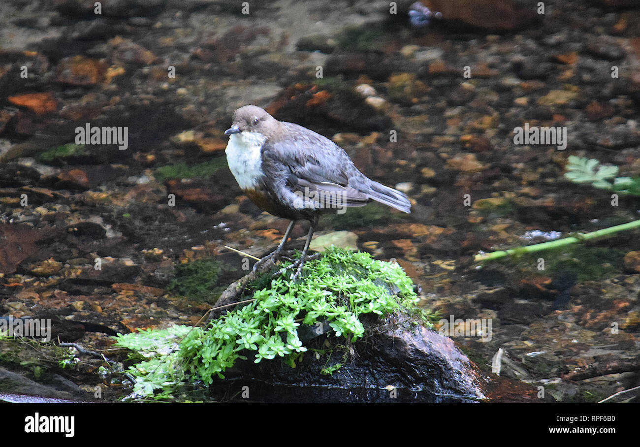 Pentewan stone hi-res stock photography and images - Alamy