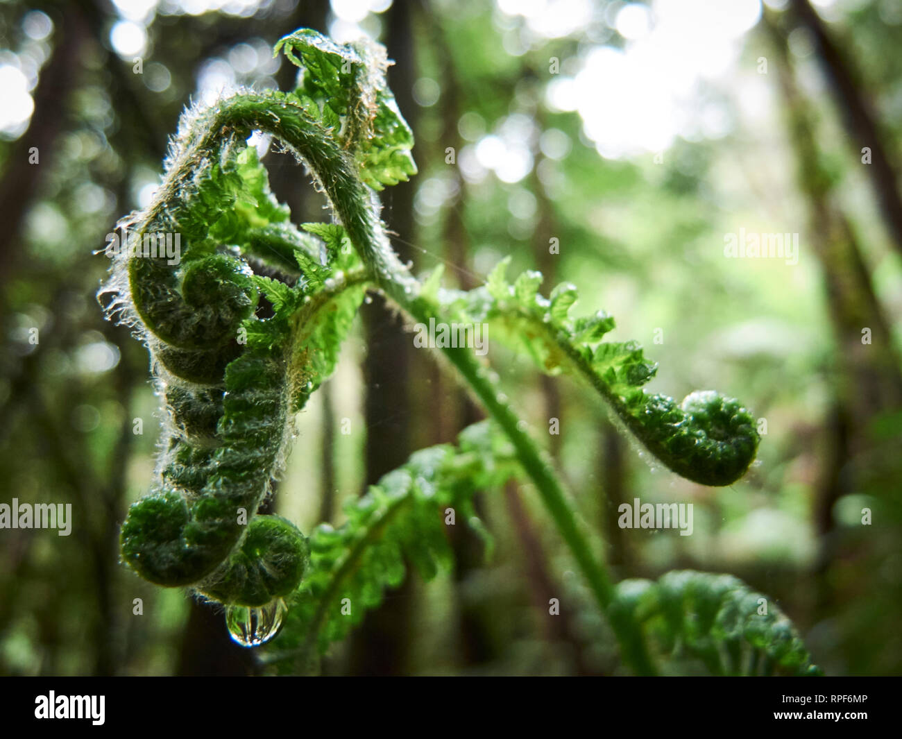 Australian tree fern hi-res stock photography and images - Alamy