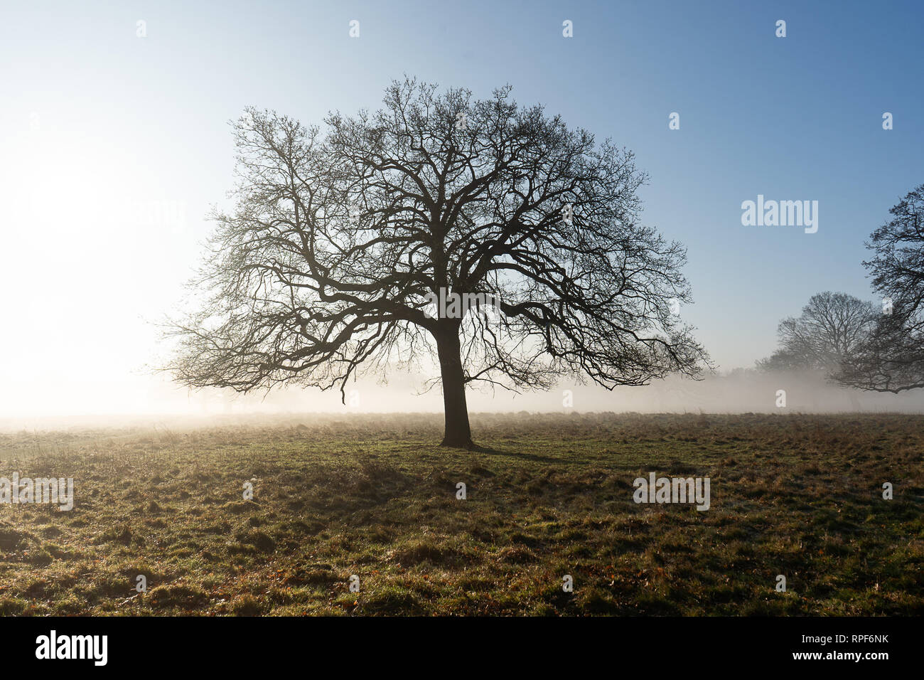 Royal parks uk hi-res stock photography and images - Alamy