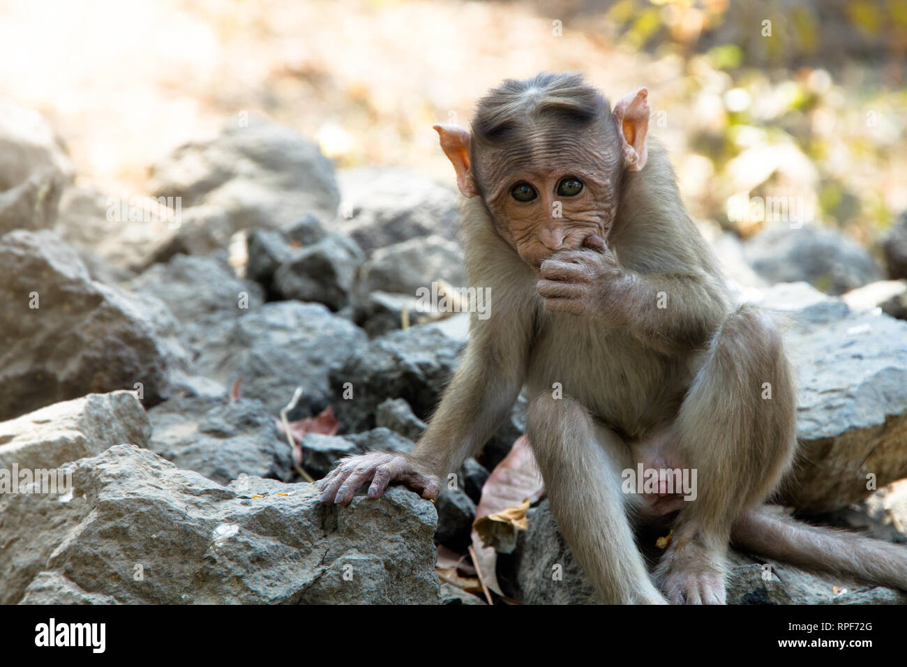 Cute Boy Monkey Georgie Boy | Happy New Year From Lacy And Nash! May