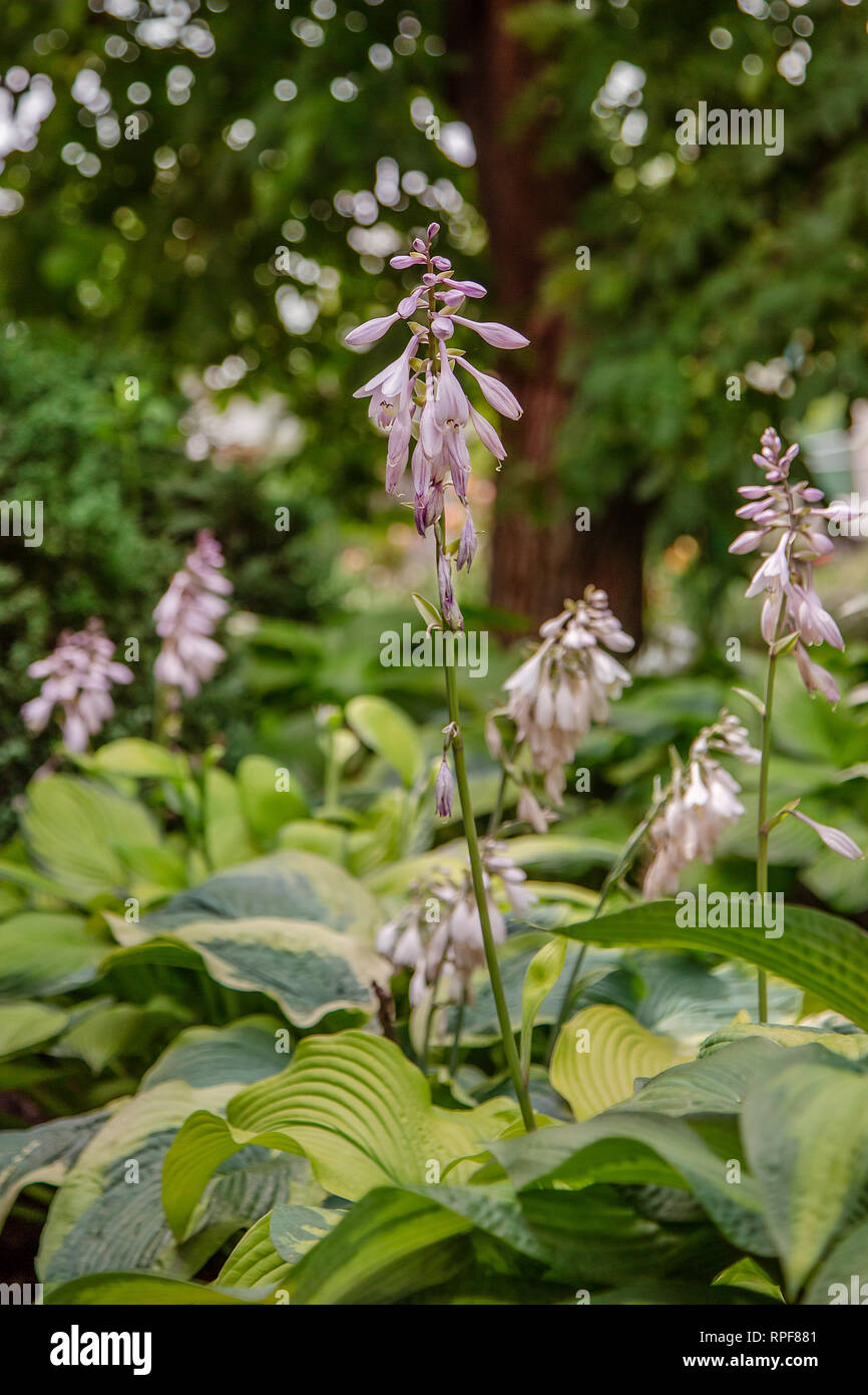 Hosta blooms close-up, a group of flowering plants in the garden ...